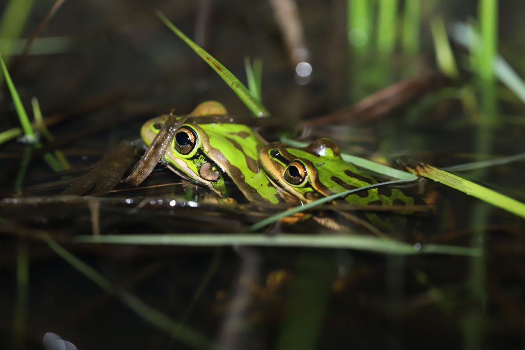 2024 Calendar: Climate adaptation for Australia’s biodiversity - NESP 2 ...
