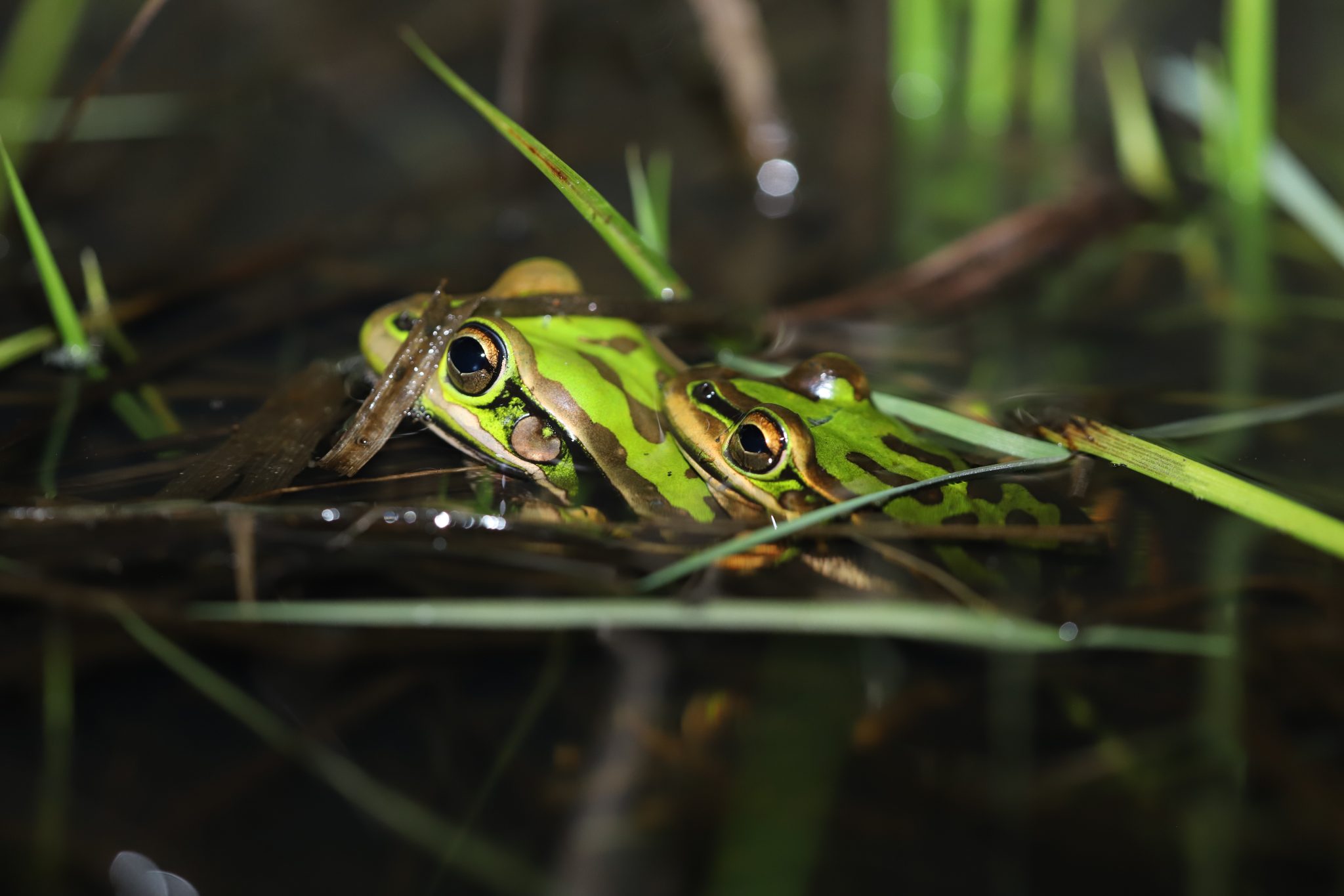 2024 Calendar: Climate adaptation for Australia’s biodiversity - NESP 2 ...
